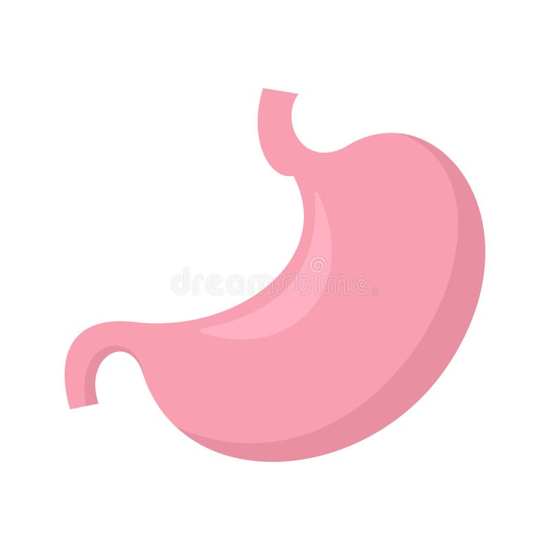 Internal Stomach Icon Flat Isolated Vector Stock Vector - Illustration ...