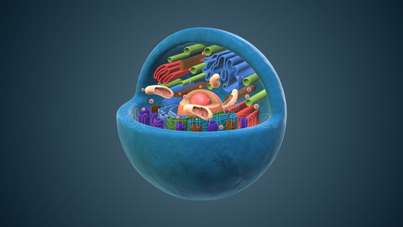 Intricate Internal Movement Stock Illustrations – 3 Intricate Internal ...