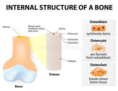 Internal Structure of a Bone Stock Vector - Illustration of medicine ...