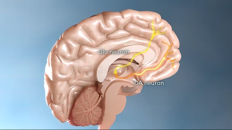 Internal Structure of the Brain Neuron System Stock Illustration ...