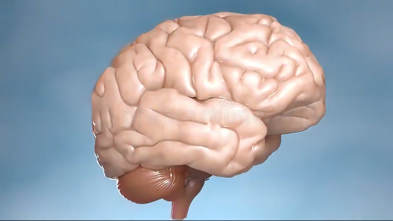 Internal Structure of the Brain Neuron System Stock Illustration ...