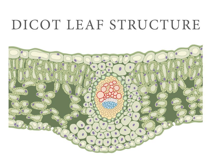 Internal Structure of Dicot Leaf Stock Illustration - Illustration of ...
