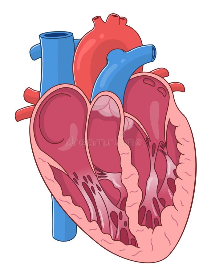 Internal Structure of the Heart Stock Vector - Illustration of system ...