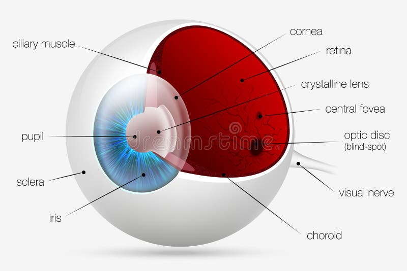 Internal Structure of the Human Eye Stock Vector - Illustration of care ...