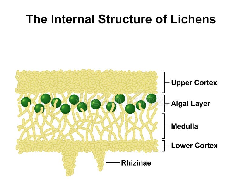 Structure Of Lichen Thallus With Diagram