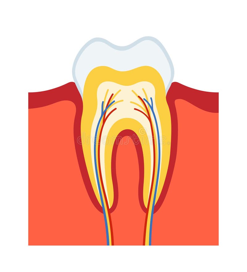 Cartoon Human Tooth Stock Illustrations – 12,331 Cartoon Human Tooth ...