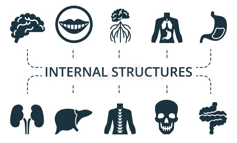 Internal Structures Icon Set. Contains Editable Icons Theme Such As ...
