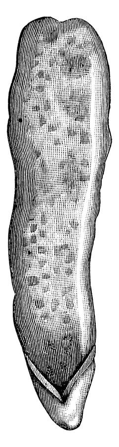 Internal Surface of the Appendix, Vintage Illustration Stock Vector ...