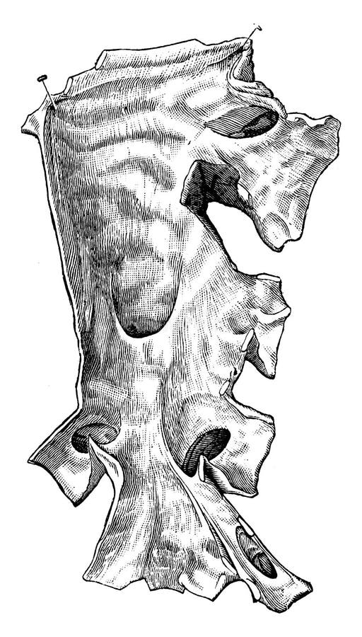 Internal Surface of the Bronchi, Vintage Illustration Stock Vector ...