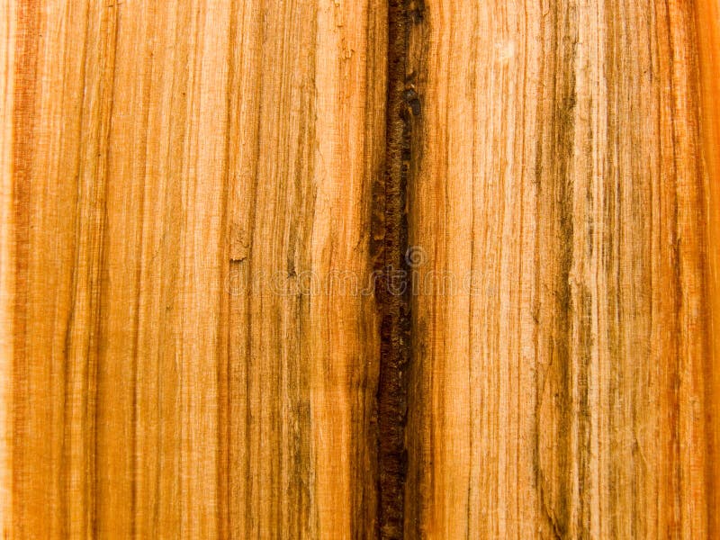 Internal tree structure stock image. Image of internal - 7668499