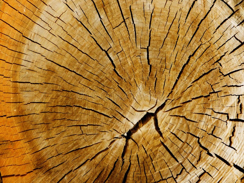 Internal tree structure stock image. Image of plant, grade - 8398159