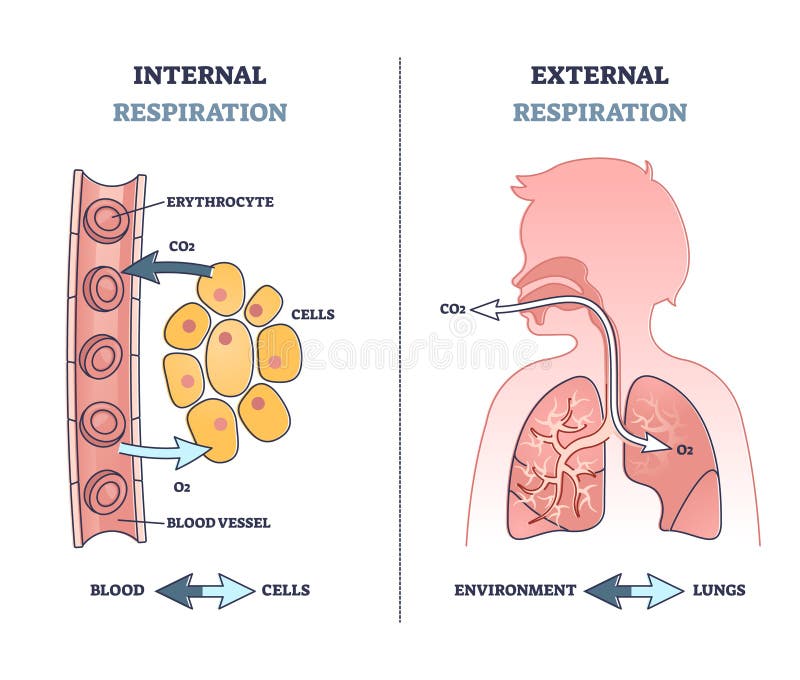 External Internal Respiration Stock Illustrations – 20 External ... External Internal Respiration Stock Illustrations – 20 External ...