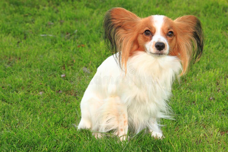 Papillon dog in the grass stock photo. Image of standing - 107059022