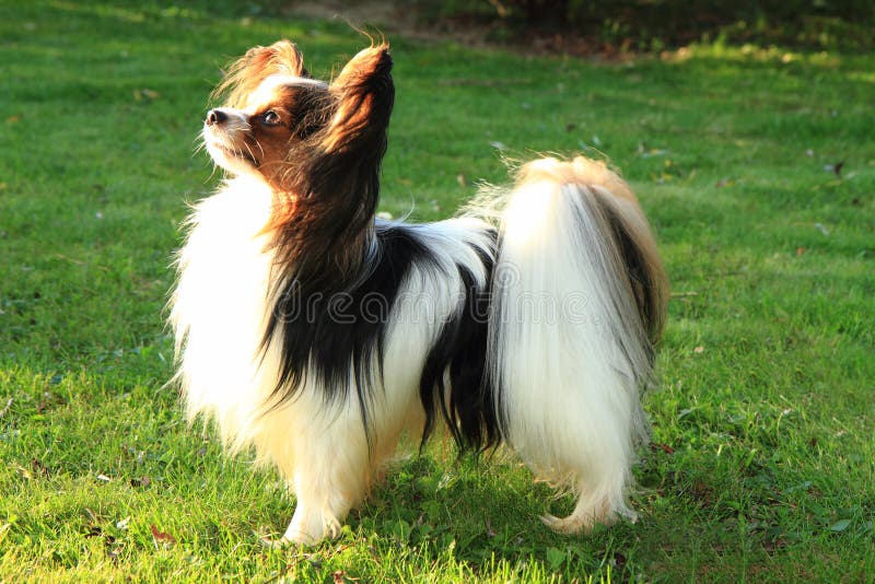 Champion Papillon Stock Photos - Free & Royalty-Free Stock Photos from ...