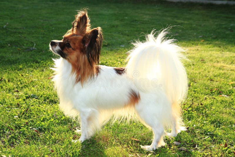Papillon dog in the grass stock image. Image of sweet - 107059225