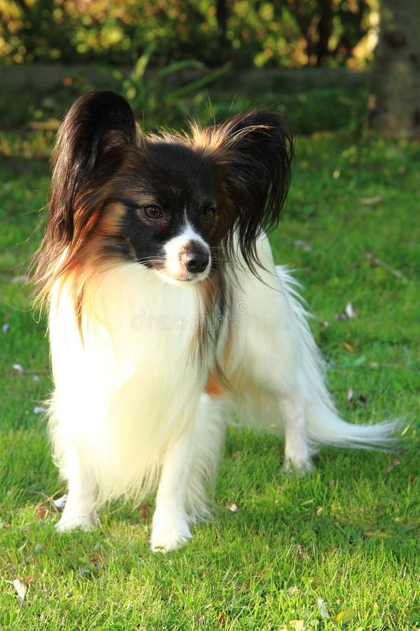 Papillon dog in the grass stock photo. Image of fluffy - 107059394