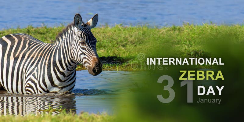 International zebra day stock image. Image of animal - 358812315