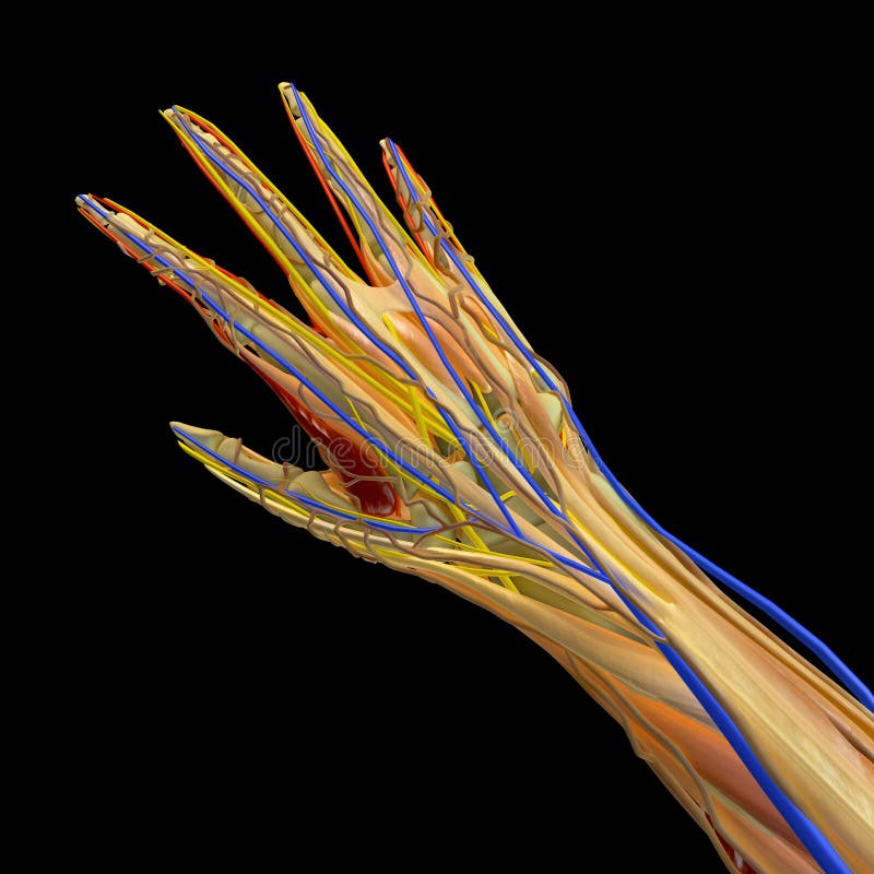 Interne Anatomie Van Een Hand, 3d Sectie Adersspieren En Beenderen Van ...