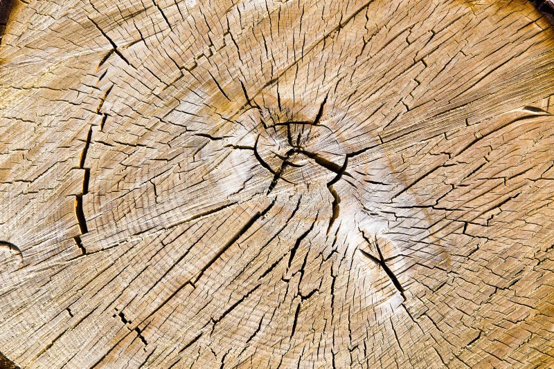 Interne boomstructuur stock afbeelding. Image of installatie - 8398159