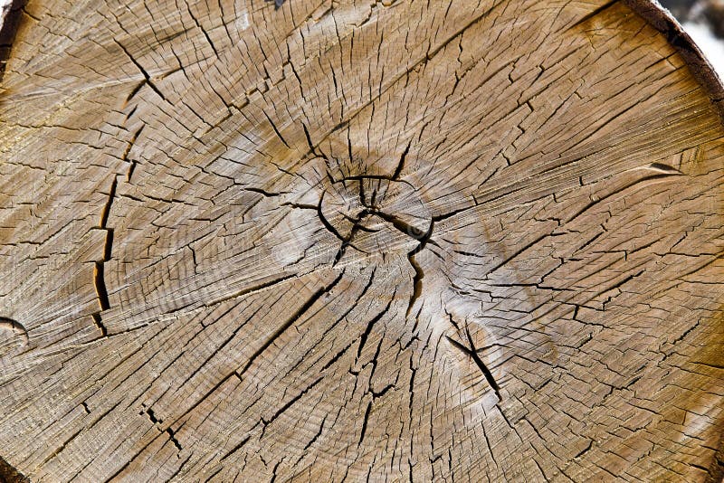 Interne boomstructuur stock afbeelding. Image of installatie - 8398159