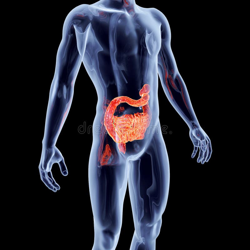 Interne Organen - Darmen stock illustratie. Illustration of intern ...