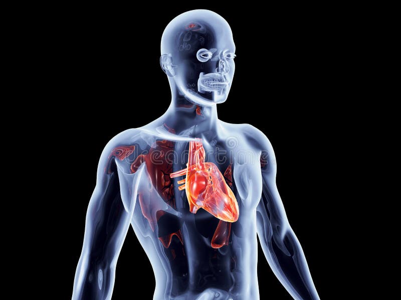 Interne Organen - Hart stock illustratie. Illustration of plaats - 30587033