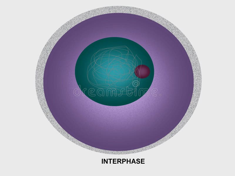 Interphase De Division Cellulaire Illustration Stock - Illustration du ...