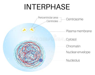 Interphase is the Phase of the Cell Cycle. Stock Vector - Illustration ...