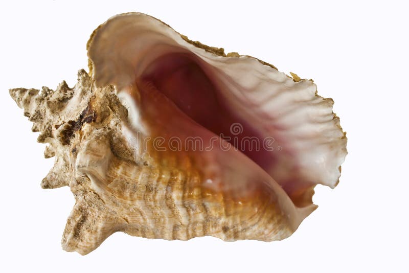 Conque Shell Dans Emerald Isle La Caroline Du Nord Photo stock - Image ...