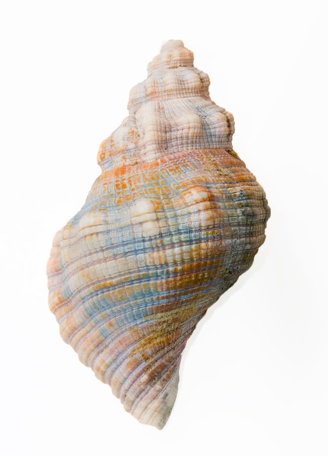 Conque Shell Dans Emerald Isle La Caroline Du Nord Photo stock - Image ...