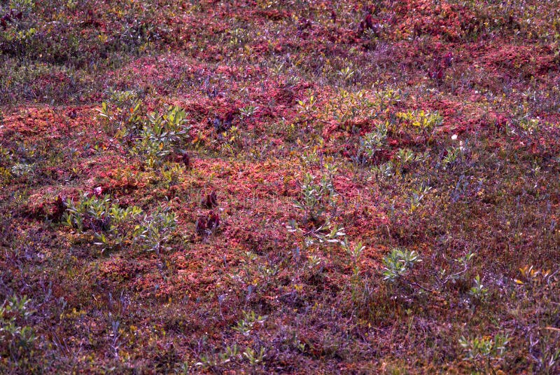 Red Peat Bogs in New Brunswick Stock Photo - Image of canada, weather ...