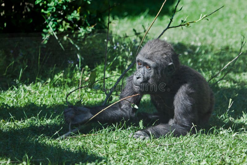218 Gorilla Cub Stock Photos - Free & Royalty-Free Stock Photos from ...