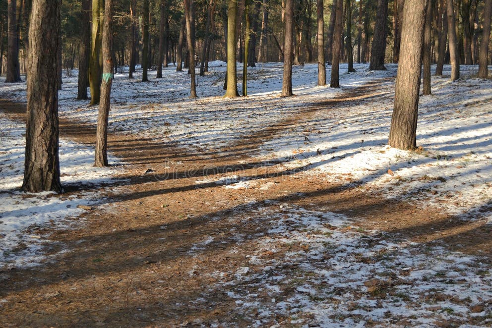 Intersecting Paths in the Thicket of the Winter Forest Stock Image ...