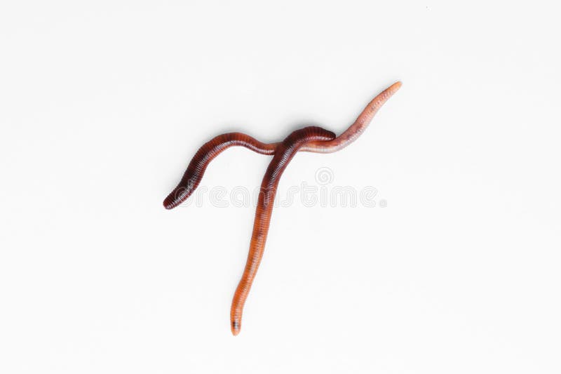 Intersecting Rainworms on White Stock Photo - Image of segments, slimy ...
