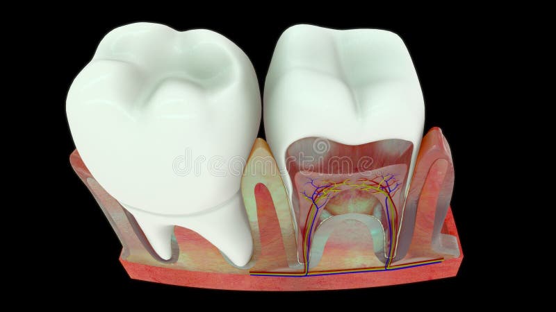 The Intersection of the Tooth Stock Photo - Image of nerve, teeth ...
