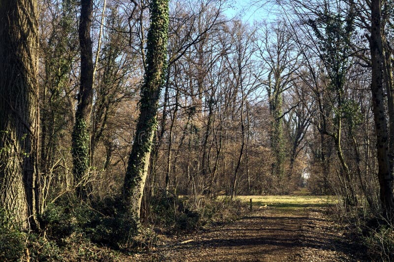 Intersection between Trails in a Park on a Winter Day in the Italian ...