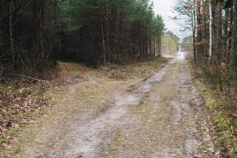 Intersection of Roads in a Forest Stock Photo - Image of landscape ...