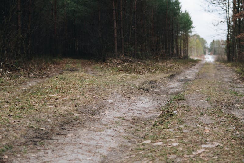 Intersection of Roads in a Forest Stock Image - Image of fork, concept ...
