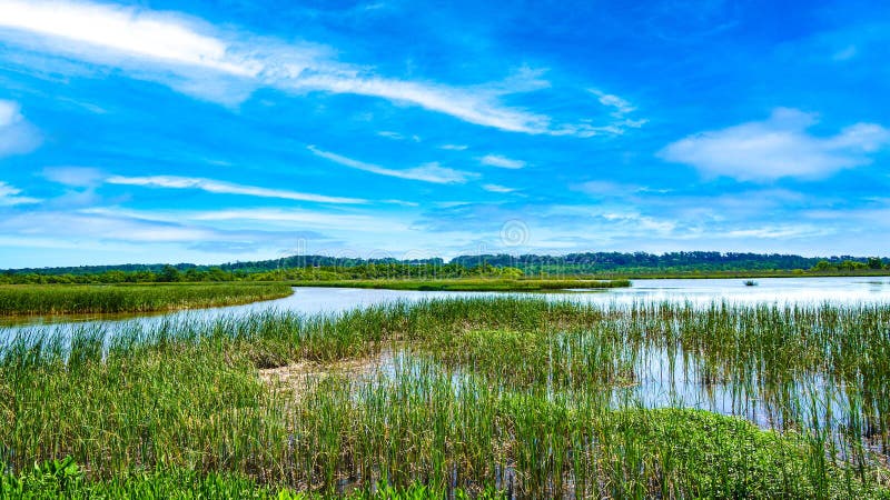 Interstate in Mobile and Alabama Swamp Landscape in Summer Stock Image ...