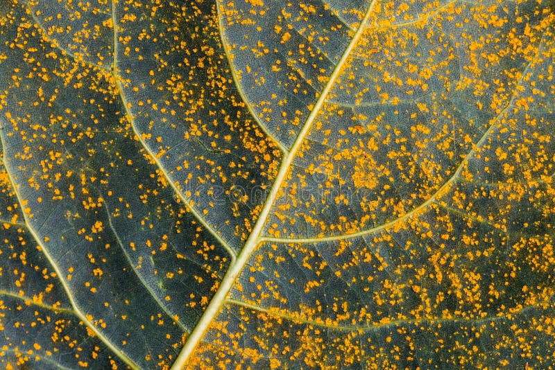 Intersting Leaf Texture with Lots of Detail Stock Photo - Image of ...