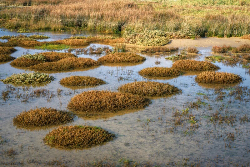 Intertidal Plants Form Circular Structures in a Pool between the Dunes ...