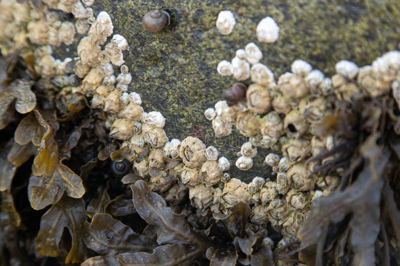 Gastropods and Balanus on a Rock in the Intertidal Zone Stock Image ...