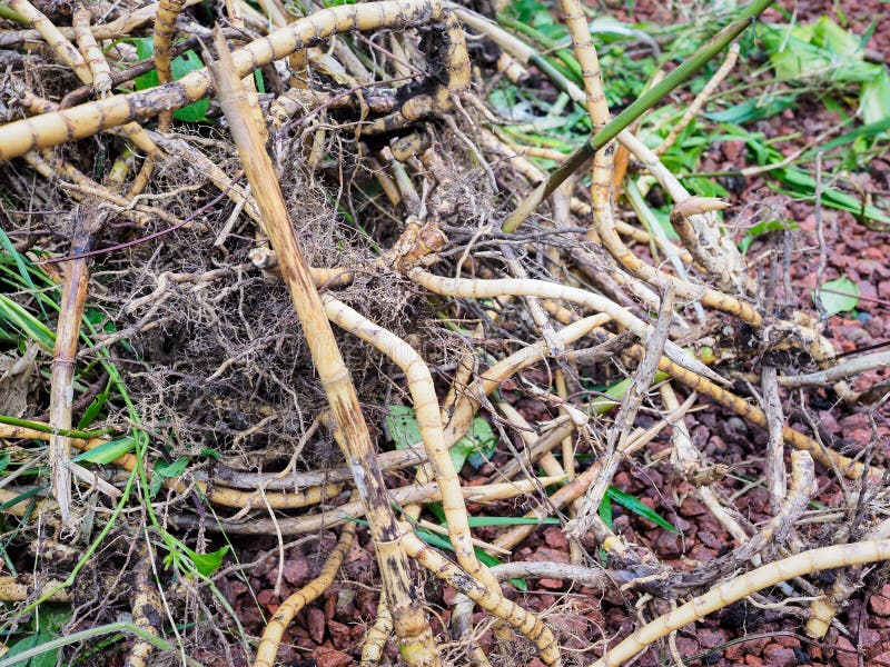 Intertwined Bamboo Roots with Green Foliage and Soil, Highlighting a ...