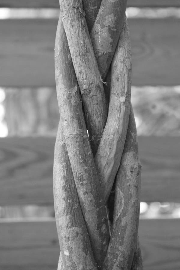 Intertwined branches stock image. Image of scaring, combined - 129847095