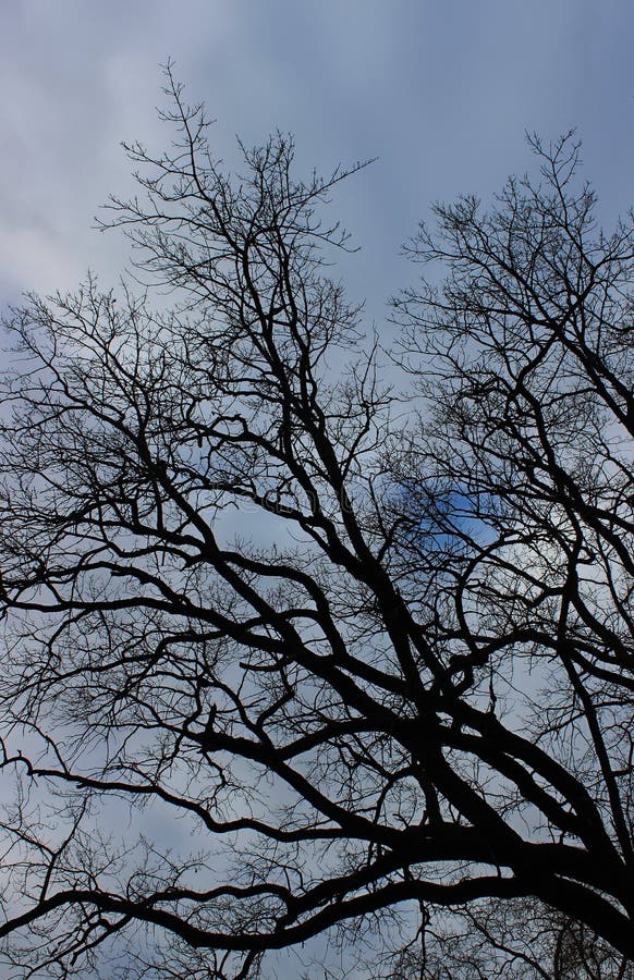 Pattern from the Branches of an Old Withered Oak Against a Cloudy Sky ...