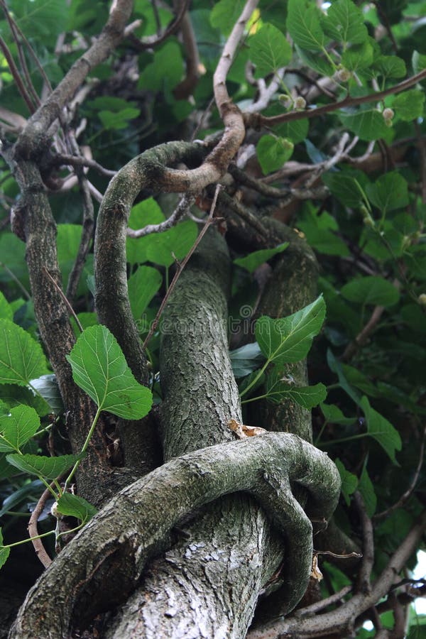 Intertwined branches stock image. Image of branch, park - 35234365