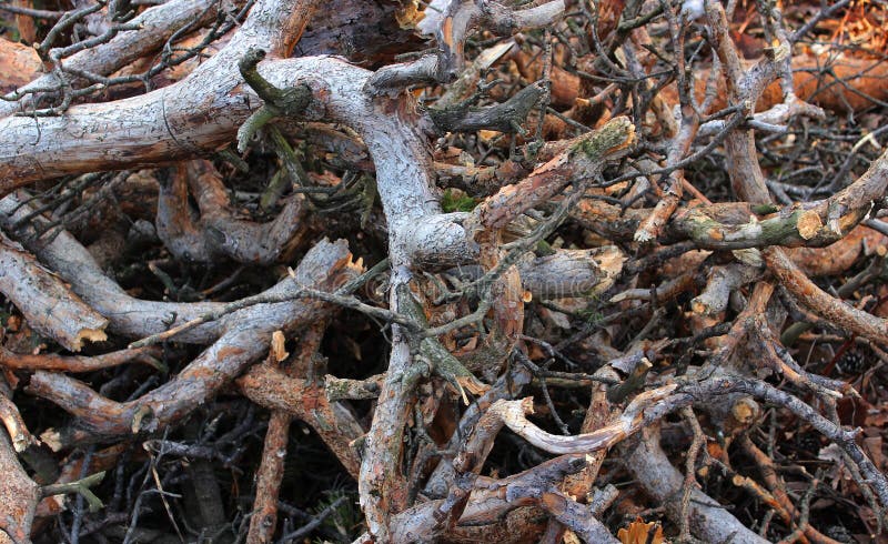 Intertwined Broken Pine Tree Branches in Depth of Forest Stock Photo ...
