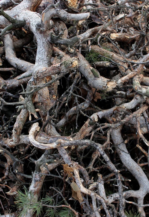 Gloomy Twisted and Intertwining Pine Branches in Deep Forest Stock ...
