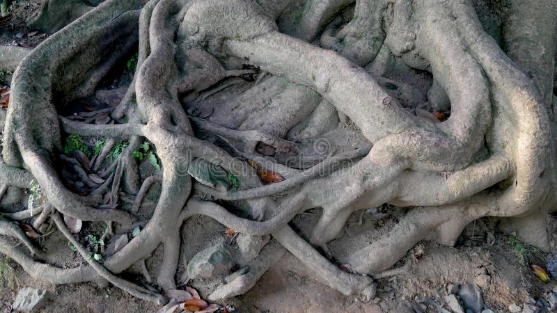 Intertwined Large and Thick Tree Roots on the Surface of the Earth ...