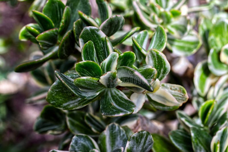 Intertwined Leaf Structure of a Desert Plant To Conserve Water, Toronto ...